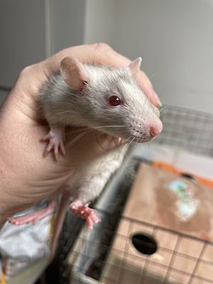 Edinburg, PA - Rat. Meet 3 baby boys a Pet for Adoption - AdoptaPet.com