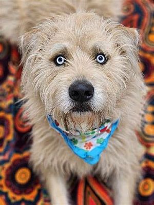 Fairbanks, AK - Airedale Terrier/Irish Wolfhound. Meet BALOO a Pet for ...