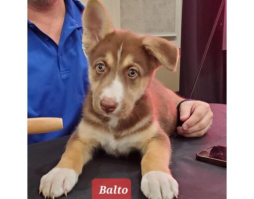 Baltimore, MD - German Shepherd Dog/Husky. Meet Balto JuM a Pet for ...