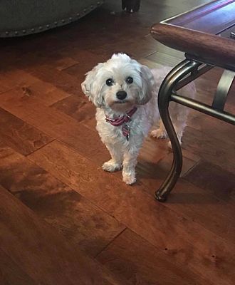 Dallas, TX - Maltese/Shih Tzu. Meet Sugar a Pet for Adoption ...