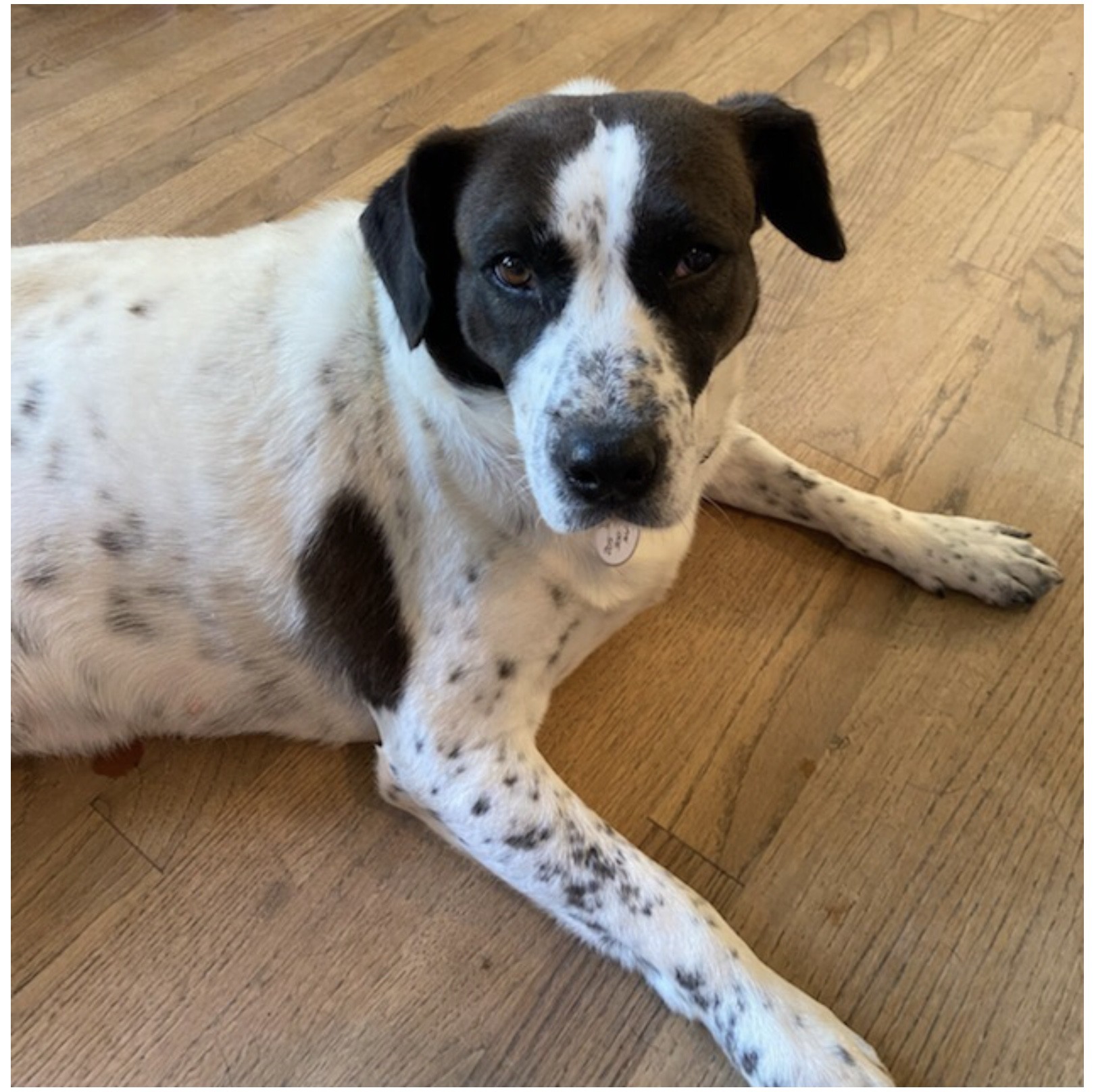 Adopt Pepper a White - with Black Spaniel (Unknown Type) / Pointer ...