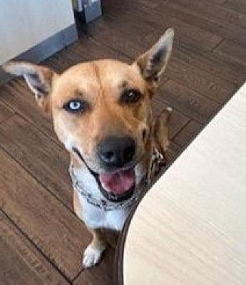 Irvine, CA - Pitsky/Pitsky. Meet Gypsy a Pet for Adoption - AdoptaPet.com