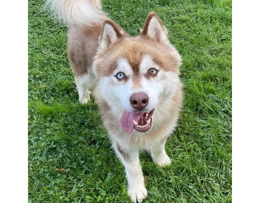 Patterson, NY - Husky/Mixed Breed (Medium). Meet CT Lion a Pet for ...