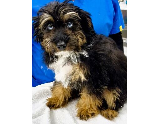 Bakersfield, CA - Australian Shepherd/Poodle (Toy or Tea Cup). Meet ...