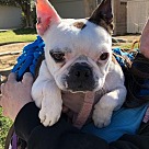 Boston Terrier Puppies - Boston Terrier Rescue and Adoption