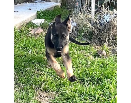 Pittsburgh, PA - German Shepherd Dog/Mixed Breed (Medium). Meet Violet ...