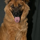 Collie Puppies - Collie Rescue and Adoption Near You