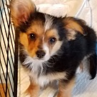 Papillon Puppies - Papillon Rescue and Adoption Near You