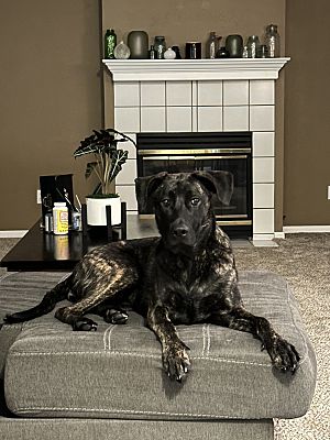 Arvada, CO - German Shepherd Dog/American Pit Bull Terrier. Meet Mischa ...