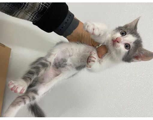 Hayward, CA - Domestic Mediumhair. Meet A134153 a Pet for Adoption ...