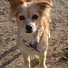 Papillon Puppies - Papillon Rescue and Adoption Near You