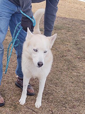 Shelby, MI - Husky. Meet Hercules a Pet for Adoption - AdoptaPet.com