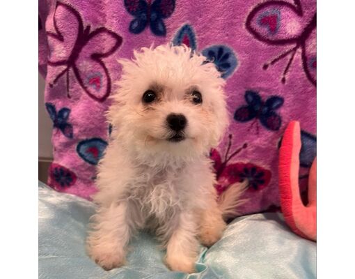 Loxahatchee, FL - Bichon Frise. Meet Blitzy 0640 a Pet for Adoption ...