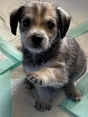 Cerritos, CA - Cockapoo/Schnauzer (Miniature). Meet Shadow a Pet for ...