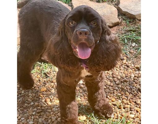 Fayetteville, GA - Cocker Spaniel. Meet Duke a Pet for Adoption ...