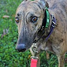Greyhound Puppies - Greyhound Rescue and Adoption Near You