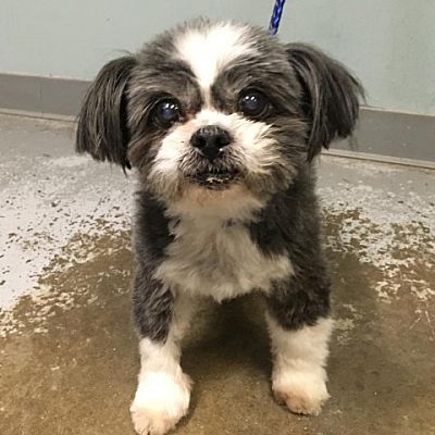 Greenville, SC - Shih Tzu. Meet Prince a Pet for Adoption - AdoptaPet.com