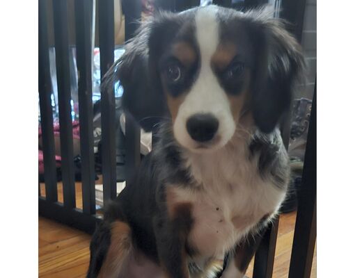 Staten Island, NY - Cavalier King Charles Spaniel/Bernese Mountain Dog ...