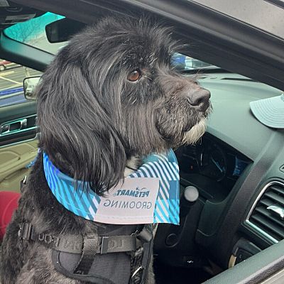 Vail, AZ - Mixed Breed (Medium). Meet Bootstrap a Pet for Adoption ...