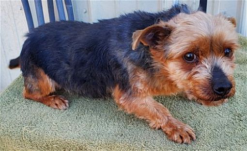 Mountain View, MO - Yorkie, Yorkshire Terrier. Meet Fleming a Pet for ...