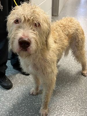 Joshua, TX - Poodle (Standard). Meet Harmony a Pet for Adoption ...