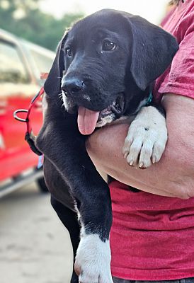 Warren, RI - Great Dane/Labrador Retriever. Meet Tux a Pet for Adoption ...