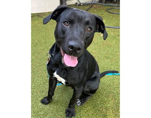 Boston, MA - Labrador Retriever/Great Dane. Meet ROCCO a Pet for ...