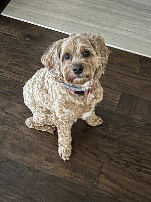 Gallatin, TN - Cockapoo. Meet Jasper a Pet for Adoption - AdoptaPet.com