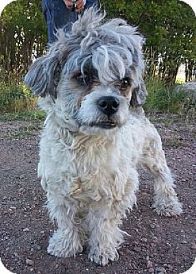 Denver, CO - Lhasa Apso/Poodle (Miniature). Meet Hutch a Pet for ...