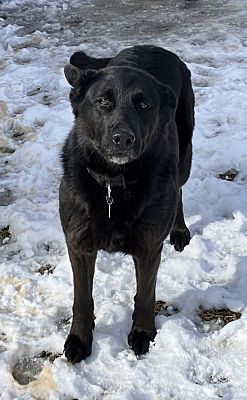 Whitleyville, TN - German Shepherd Dog/Labrador Retriever. Meet Tiffany ...