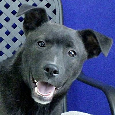 Midland, TX - Australian Cattle Dog. Meet Chessie a Pet for Adoption ...