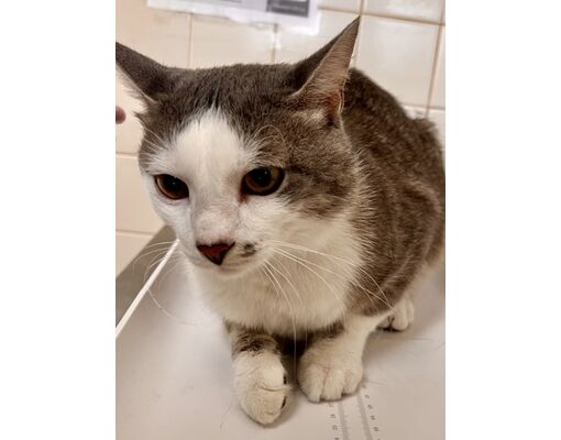 San Antonio, TX - Domestic Shorthair/Mixed Breed (Medium). Meet Possum ...