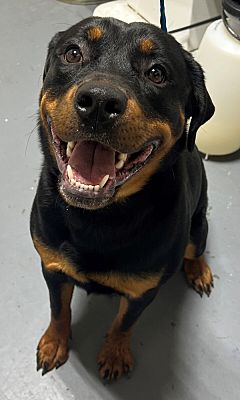 Dallas, GA - Rottweiler. Meet 24-06-2023 Sarah a Pet for Adoption ...