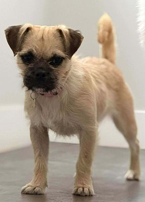 Kelowna, BC - Pug/Brussels Griffon. Meet Chai Tea a Pet for Adoption ...
