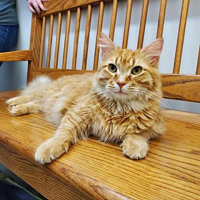 Manhattan, KS - Domestic Mediumhair. Meet Alex a Pet for Adoption ...