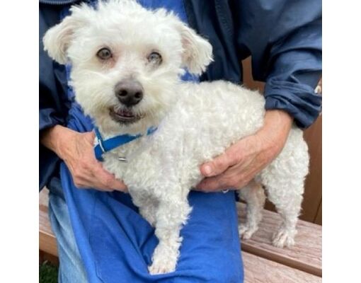 Long Beach, CA - Schnoodle/Mixed Breed (Small). Meet Tofu a Pet for ...