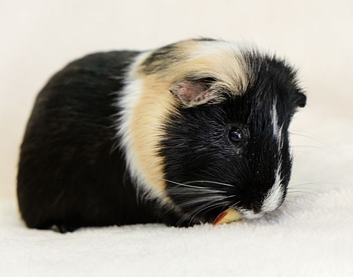 Montclair, CA - Guinea Pig. Meet Max a Pet for Adoption - AdoptaPet.com