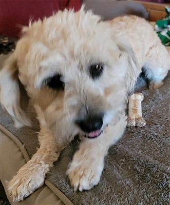 Tucson, AZ - Poodle (Miniature)/Terrier (Unknown Type, Medium). Meet ...