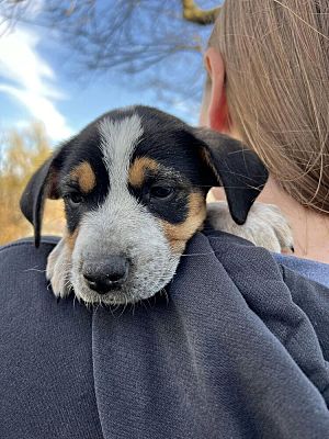 Oklahoma City, OK - Blue Heeler/Beagle. Meet Peppermint Patty a Pet for ...
