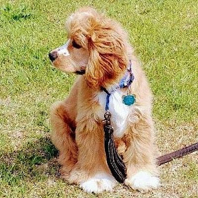 Boston, MA - Cocker Spaniel/Cavalier King Charles Spaniel. Meet Chance ...