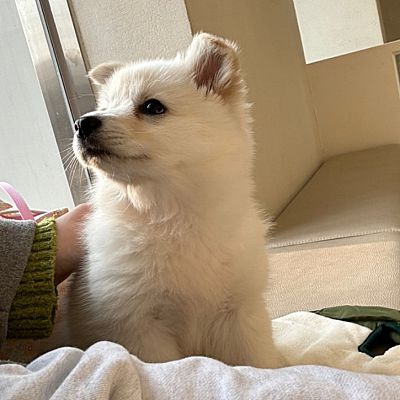 Palisades Park, NJ - Jindo/Spitz (Unknown Type, Small). Meet Deer a Pet ...