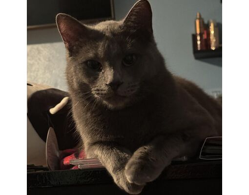 Vineland, NJ - Domestic Shorthair. Meet Jason Derulo a Pet for Adoption ...