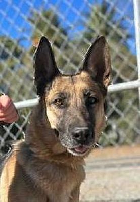 Ventura, CA - German Shepherd Dog. Meet DARLENE a Pet for Adoption ...