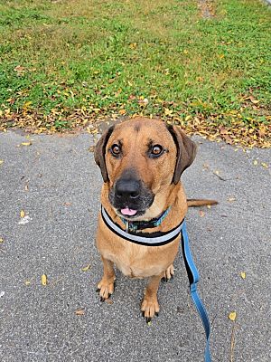 Walden, NY - Rhodesian Ridgeback/Mutt. Meet Jake a Pet for Adoption ...