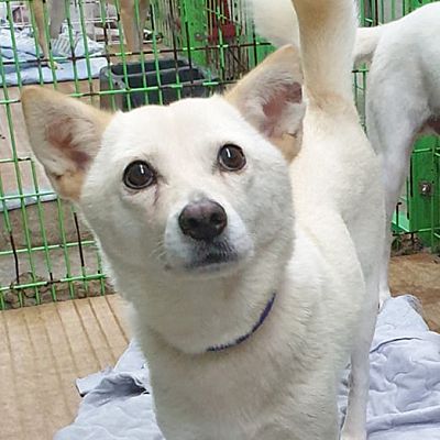 Los Angeles, CA - Jindo/Spitz (Unknown Type, Medium). Meet Cyndi a Pet ...