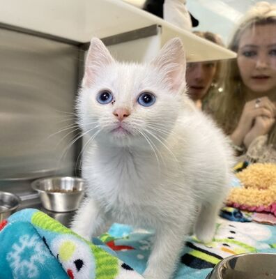 Boone, NC - Domestic Shorthair/Domestic Shorthair. Meet Geralt of Rivia ...