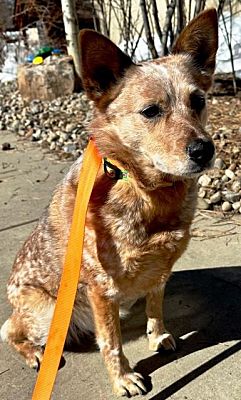 Pagosa Springs, CO - Cattle Dog/Australian Cattle Dog. Meet Minni a Pet ...