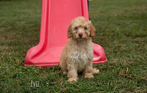 Taylors, SC - Poodle (Miniature)/Cockapoo. Meet Evie a Pet for Adoption ...