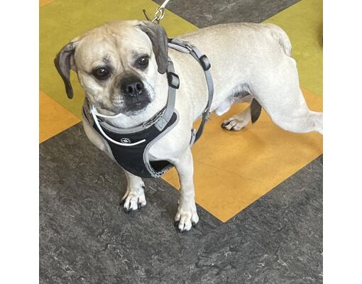 Philadelphia, PA - Pug. Meet Jojo a Pet for Adoption - AdoptaPet.com