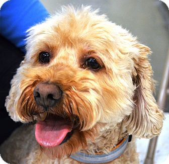 Detroit, MI - Cockapoo. Meet Charlie-Adopted! a Pet for Adoption.